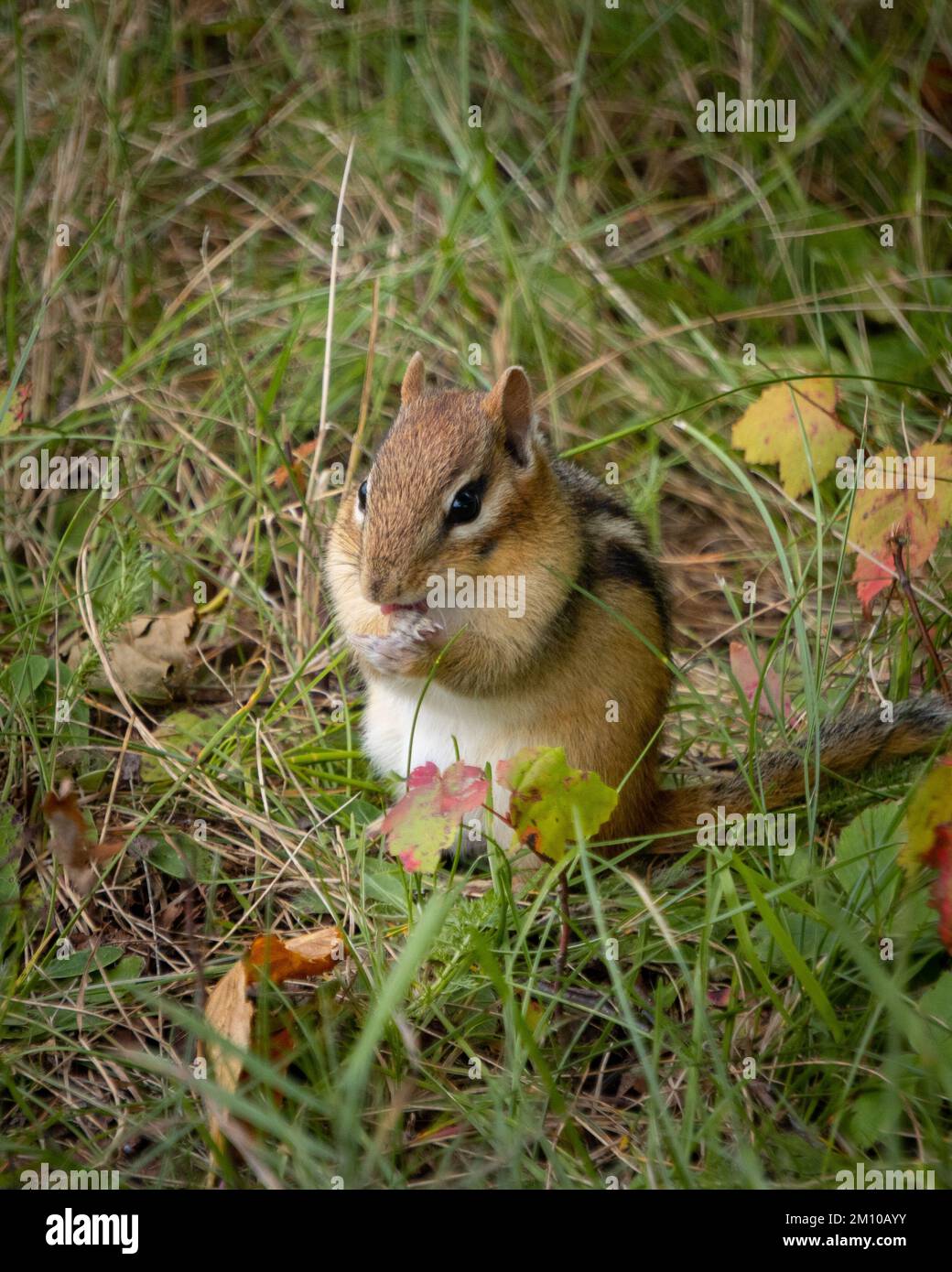 A vertical closeup of an eastern chipmunk, Tamias striatus Stock Photo ...