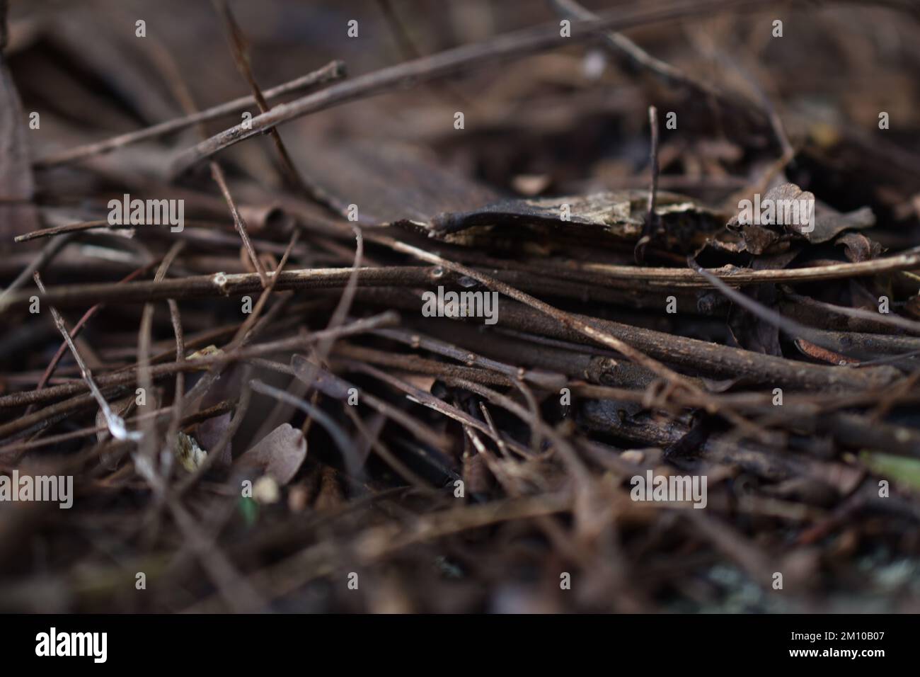 Forest ground, Natural brown and green forest ground, Forest ground ...