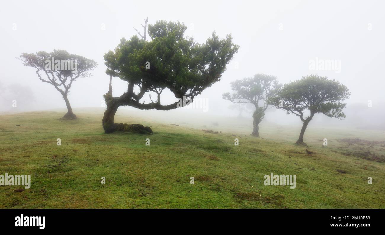 Magical endemic laurel trees in Fanal laurisilva forest in Madeira ...