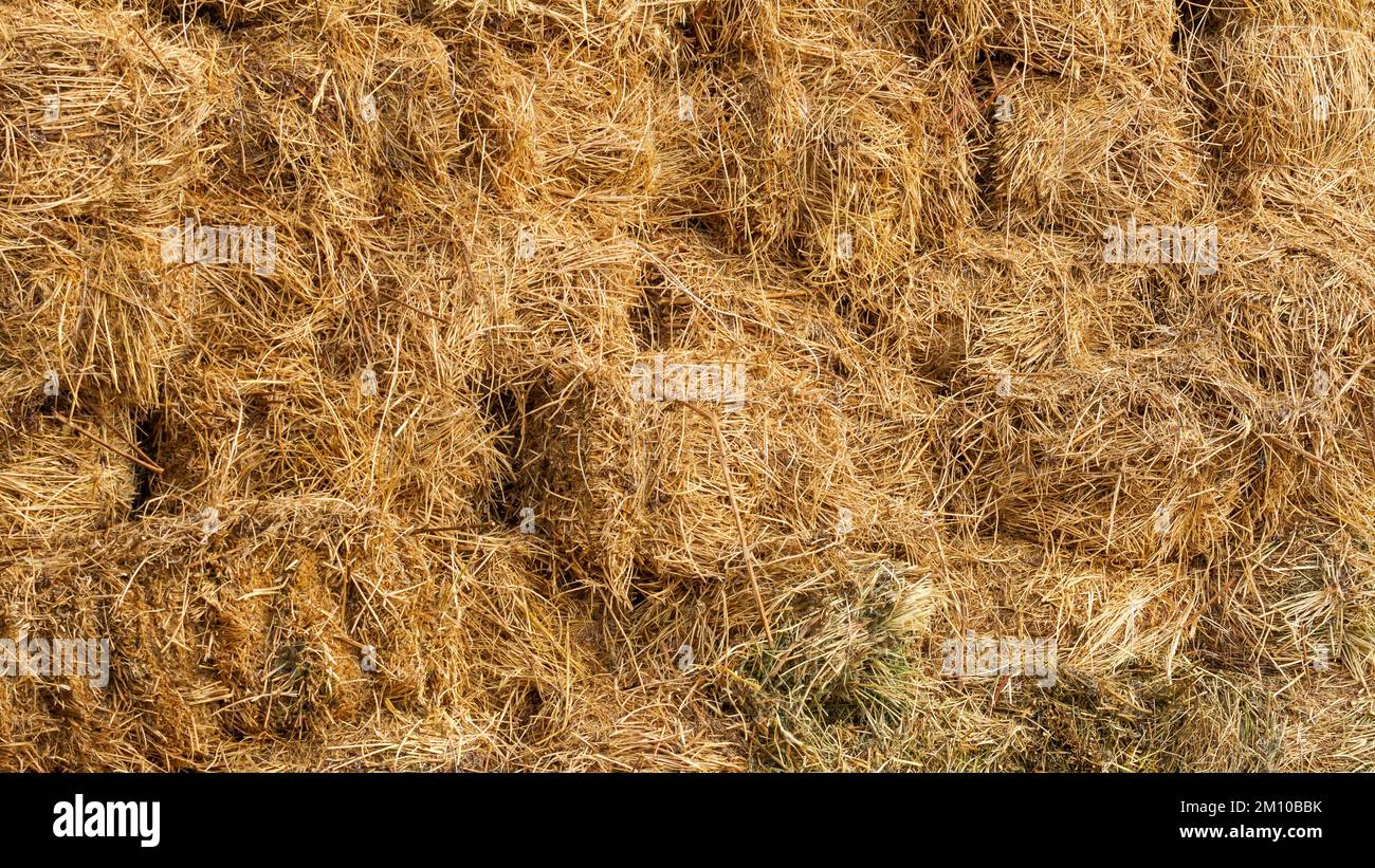 Dry hay for feed of farm animals stored in the barn on the farm Stock ...
