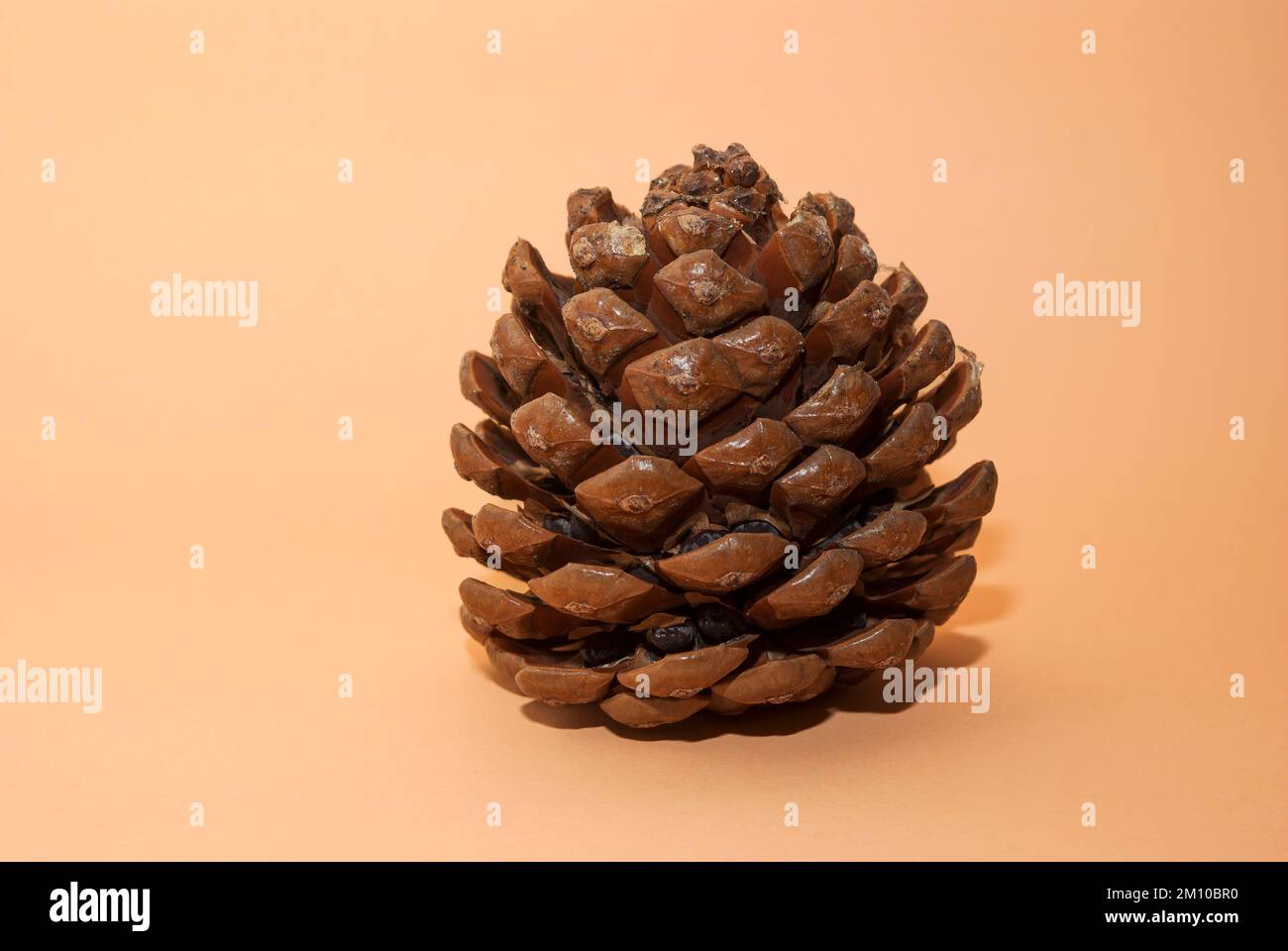 Single pine cone, isolated against a beige background Stock Photo - Alamy