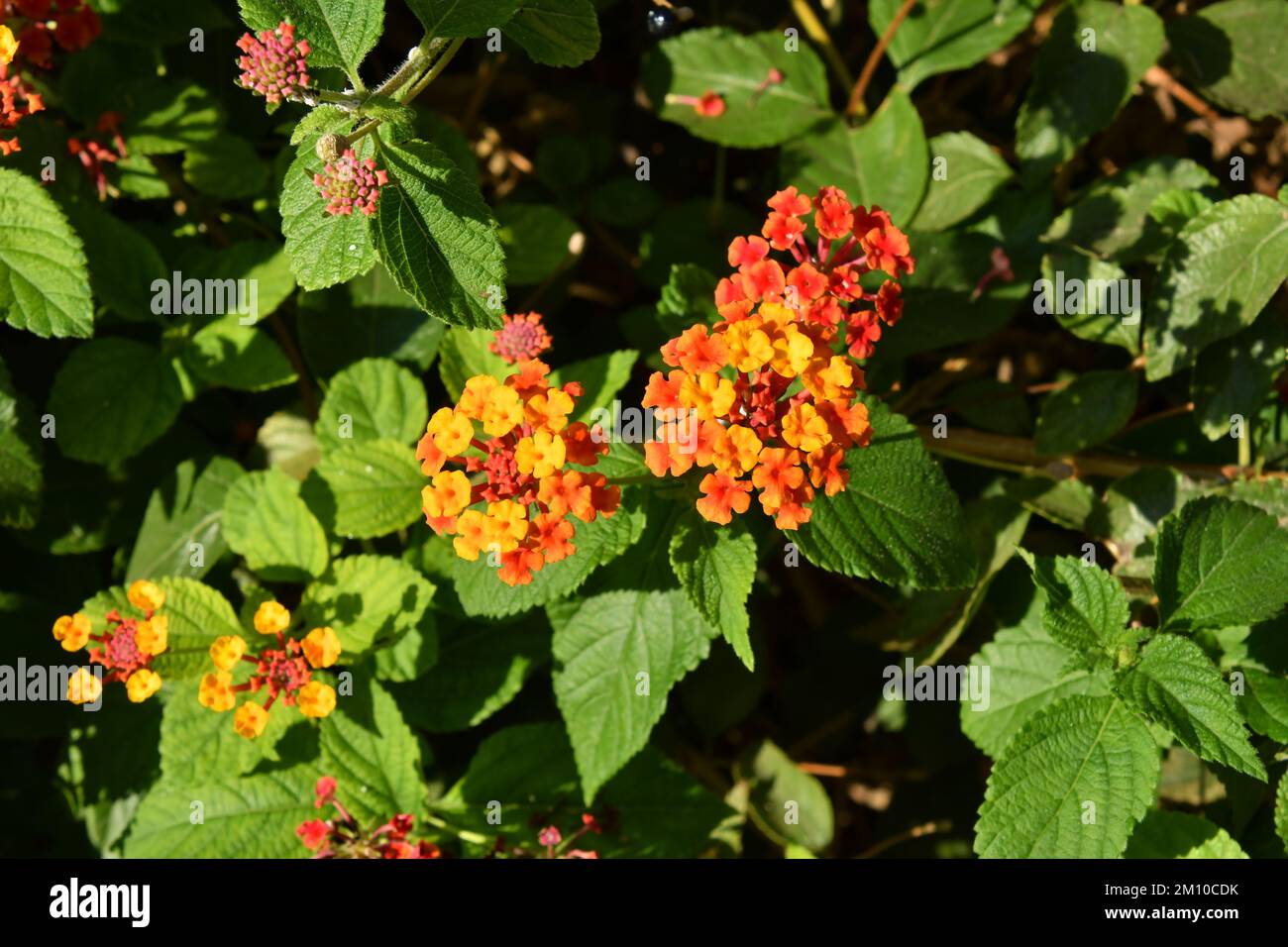 Bright pink lantana hi-res stock photography and images - Alamy