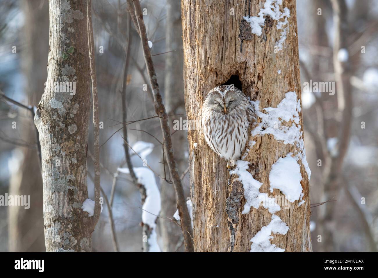 Hiding from the snow. Japan: THESE ADORABLE photos show two fluffy owls ...