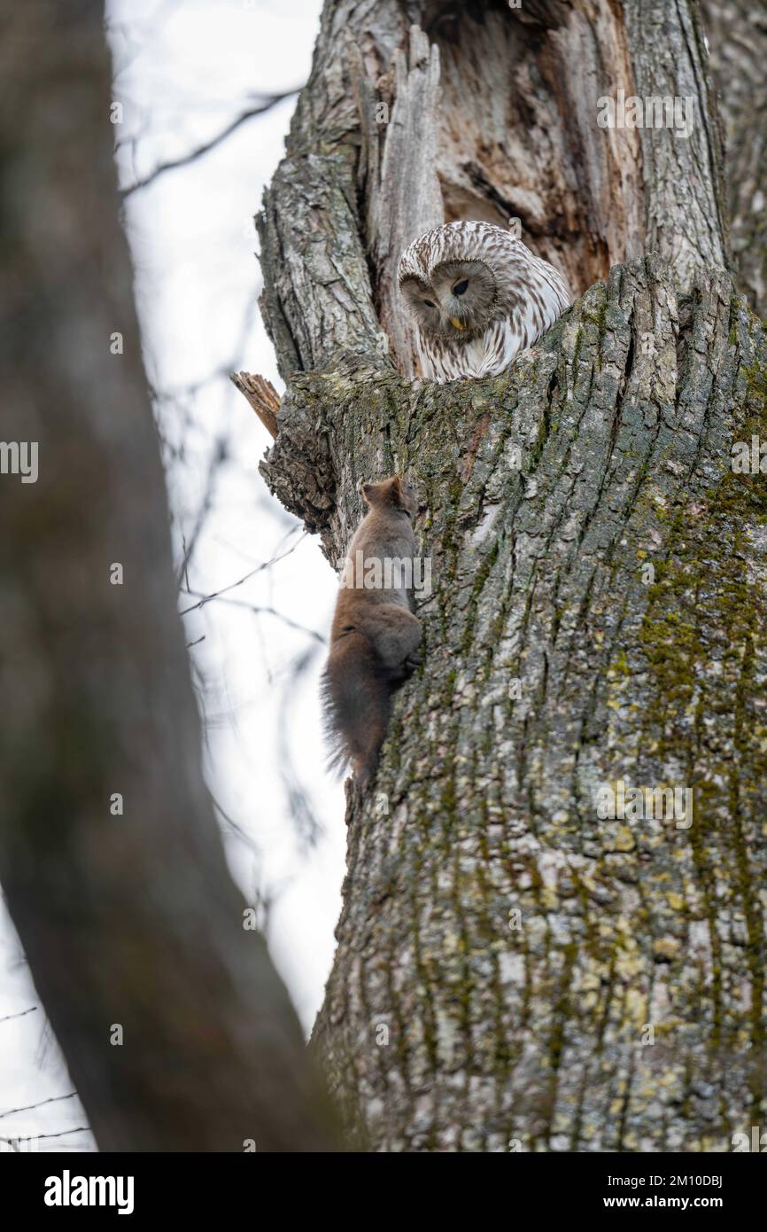Staring at an intruder. Japan: THESE ADORABLE photos show two fluffy ...
