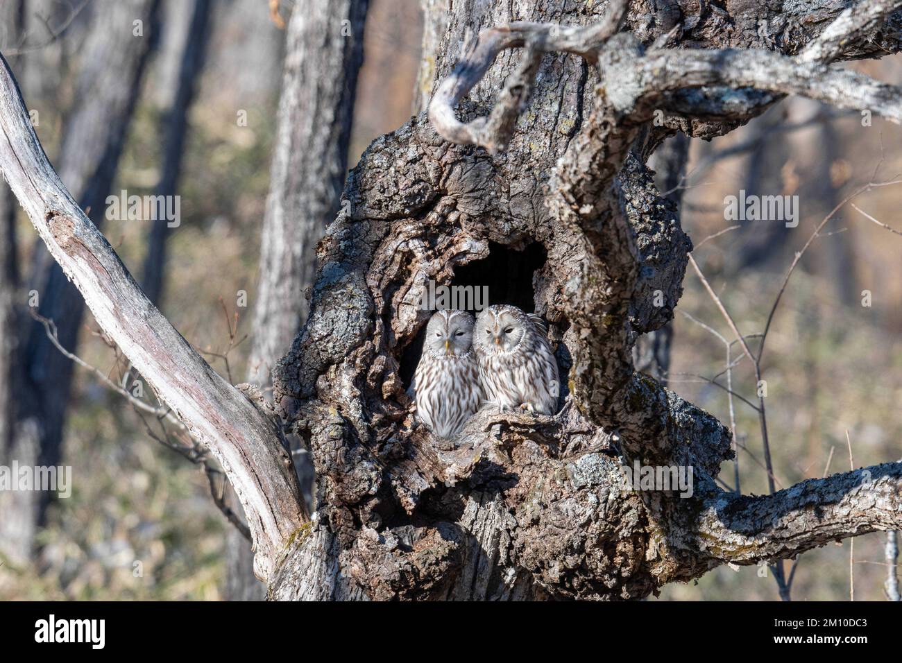 Hiding in a tree stump. Japan: THESE ADORABLE photos show two fluffy ...