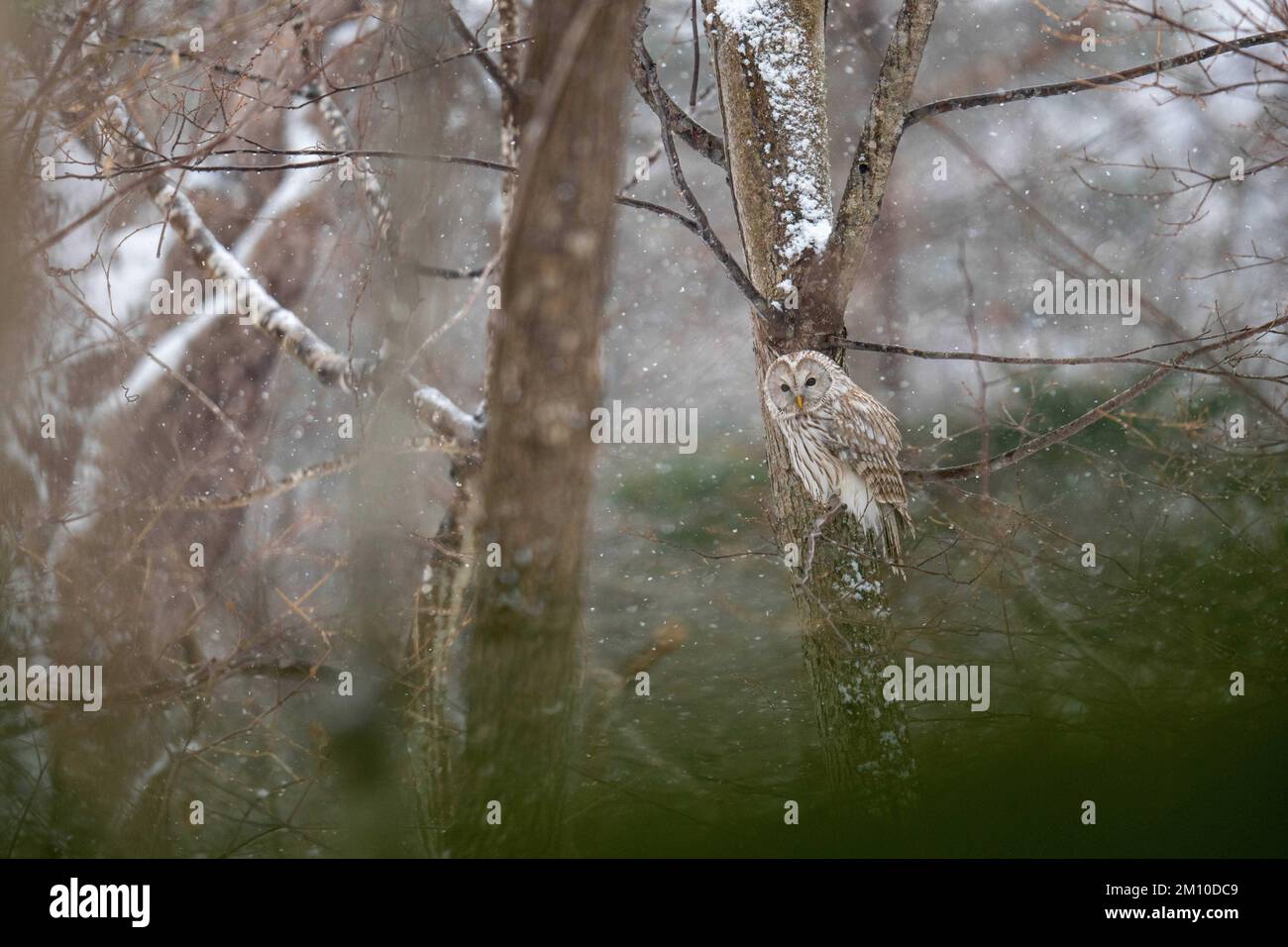 An owl in the snow. Japan: THESE ADORABLE photos show two fluffy owls ...