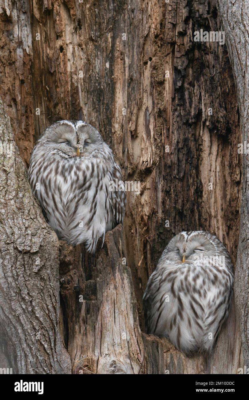 Protecting themselves from the cold. Japan: THESE ADORABLE photos show ...