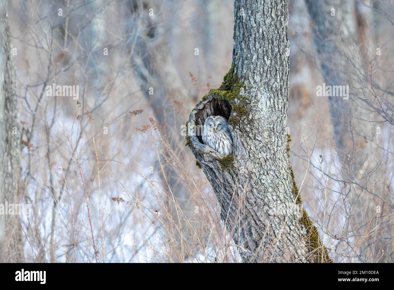 Hiding in a stump. Japan: THESE ADORABLE photos show two fluffy owls ...
