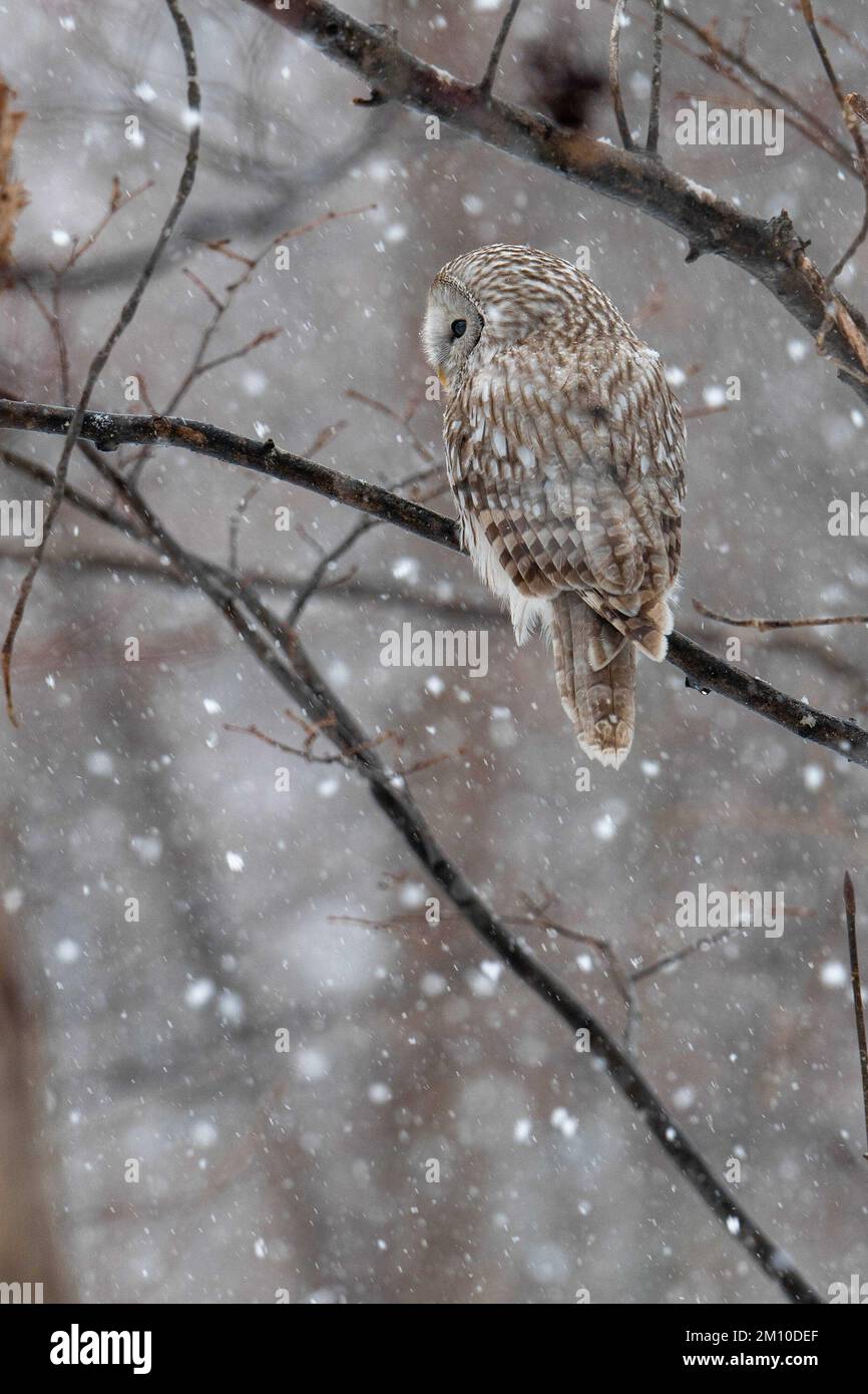 An owl in the snow. Japan: THESE ADORABLE photos show two fluffy owls ...