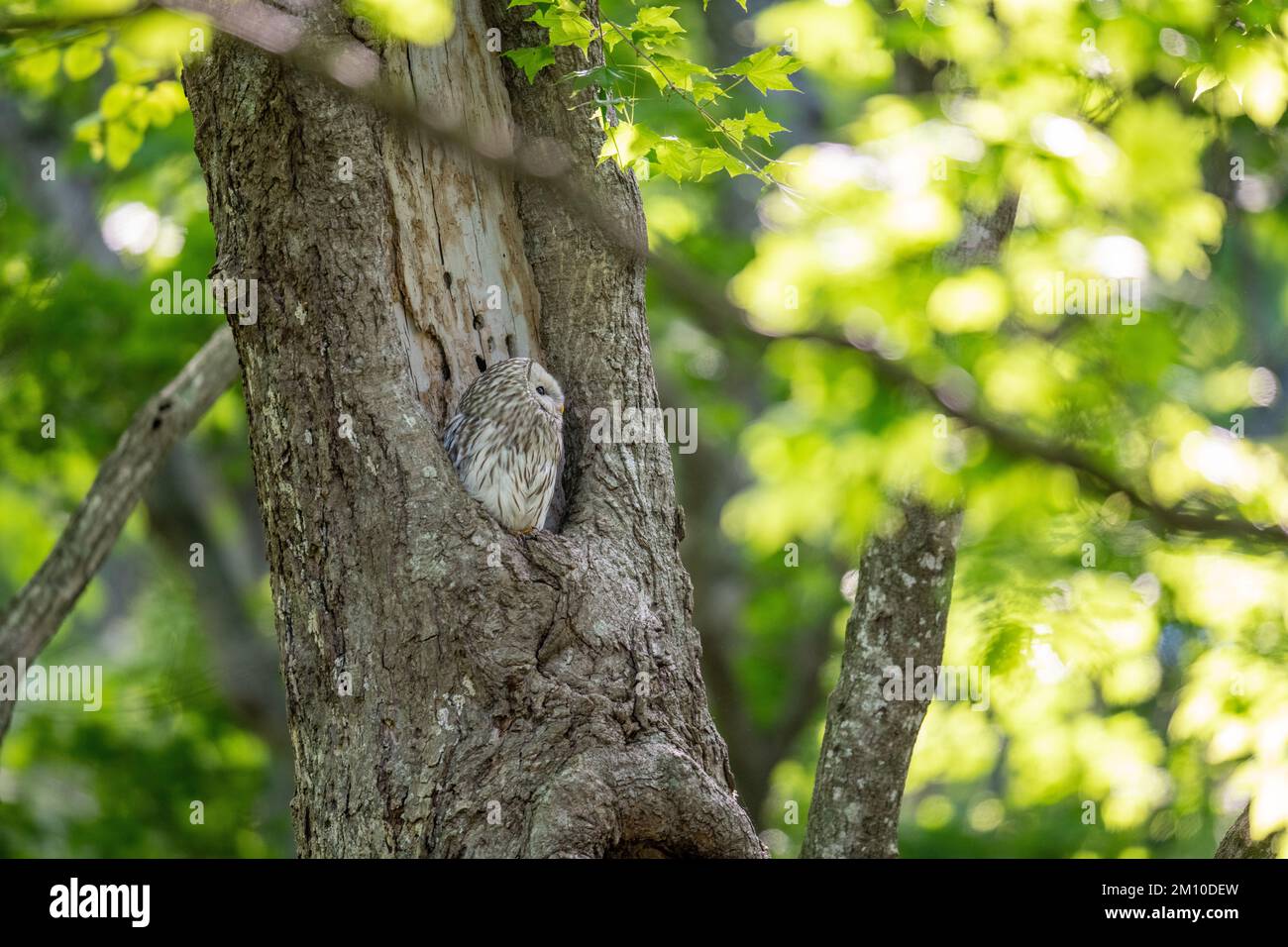 A camouflage owl. Japan: THESE ADORABLE photos show two fluffy owls ...