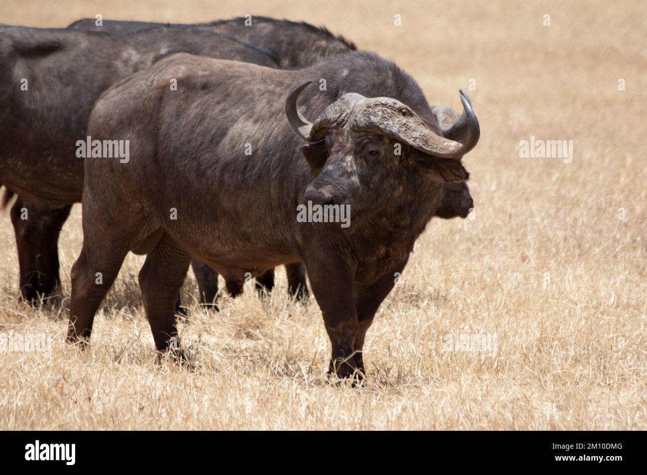 Buffalo in african savanna hi-res stock photography and images - Alamy