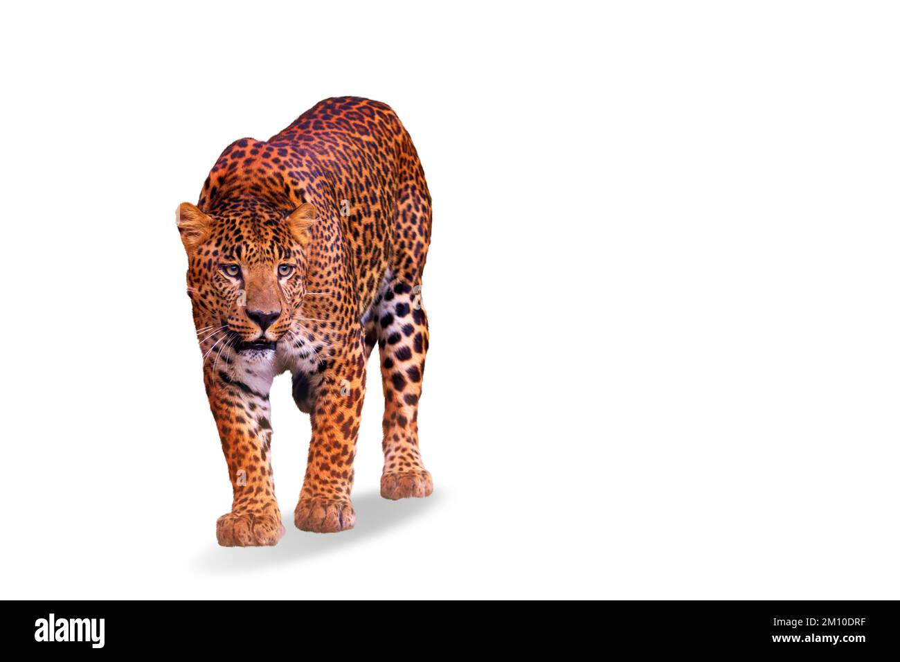 leopard isolated on white background Stock Photo - Alamy