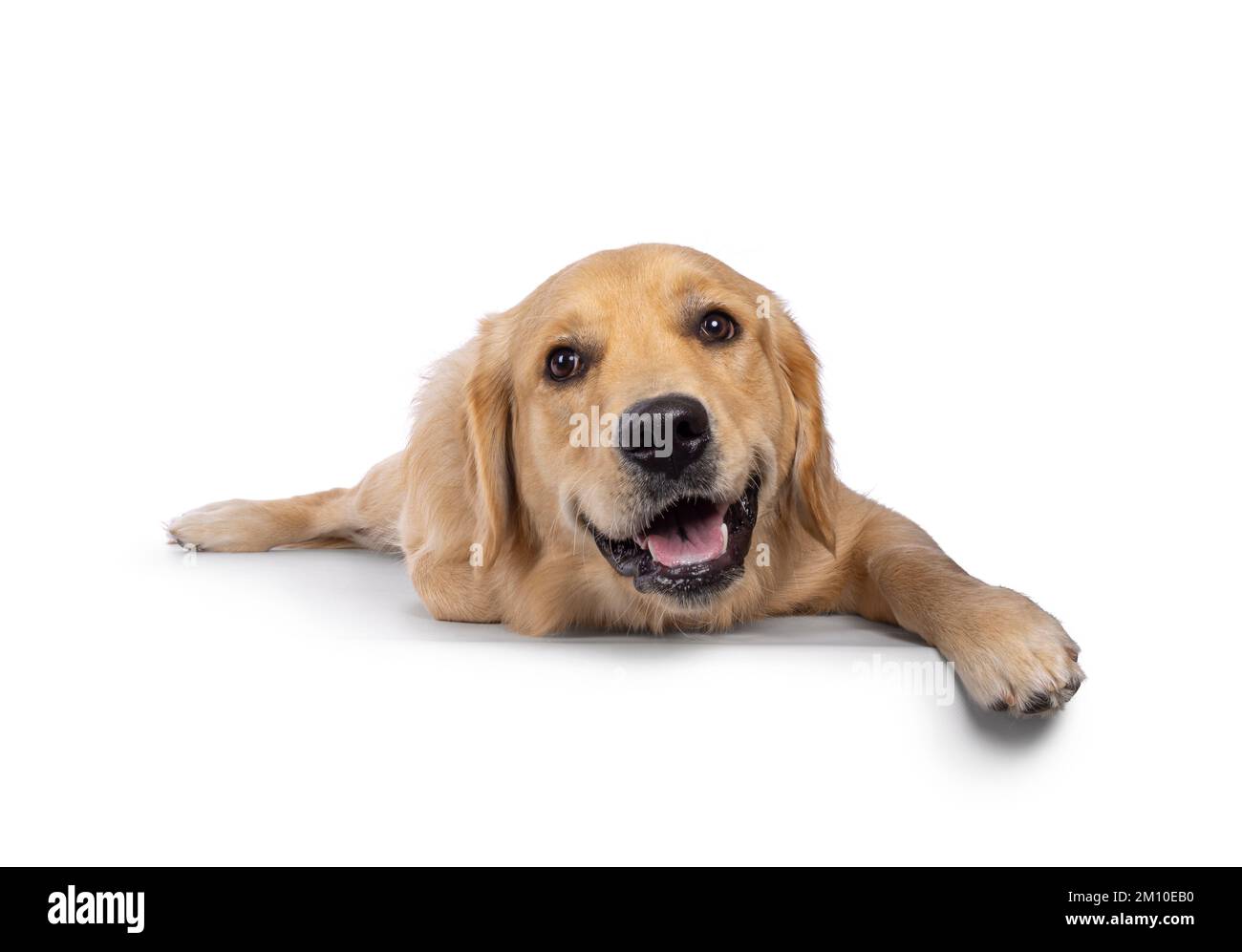 Young adult Golden Retriever pup dog, laying down facing front. Mouth ...