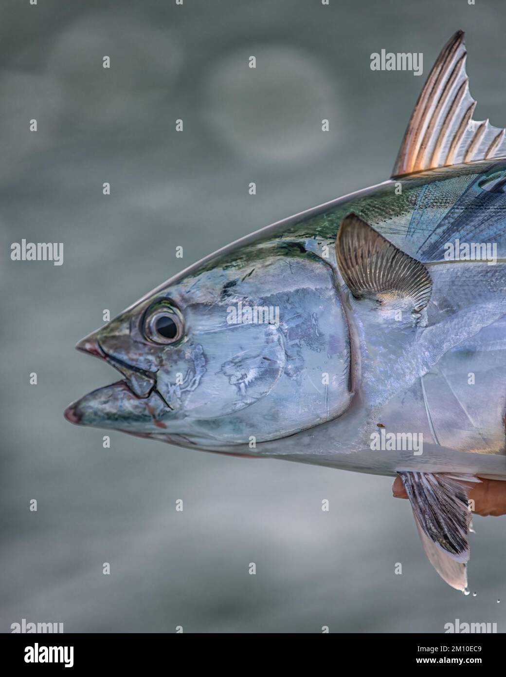 False scale hi-res stock photography and images - Alamy