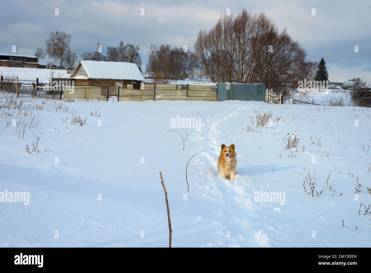 Homeless dog on a snowy path in a Russian village Stock Photo - Alamy