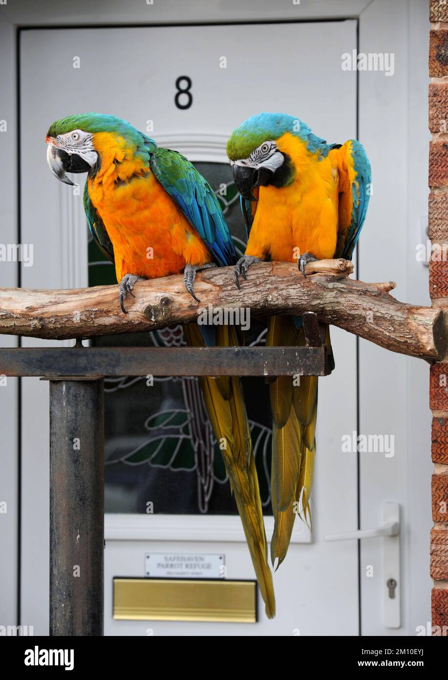 Pet Macaw Parrots Stock Photo - Alamy