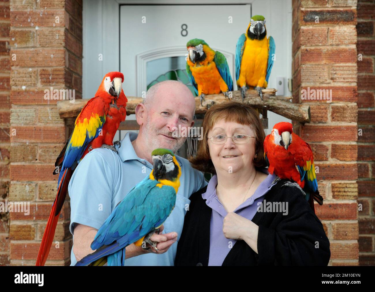 Aviary macaw hi-res stock photography and images - Alamy