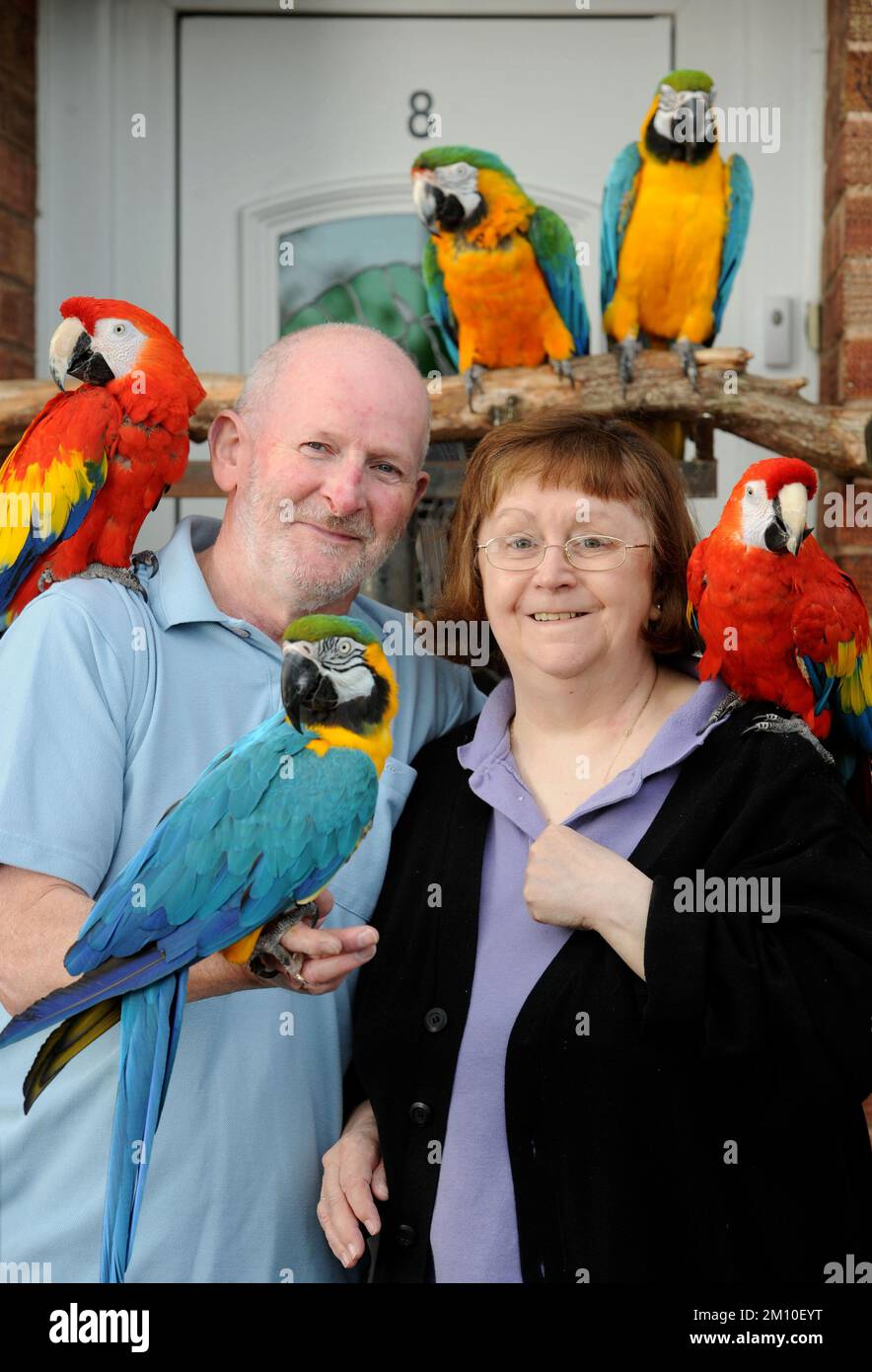 Parrot keeping hi-res stock photography and images - Alamy