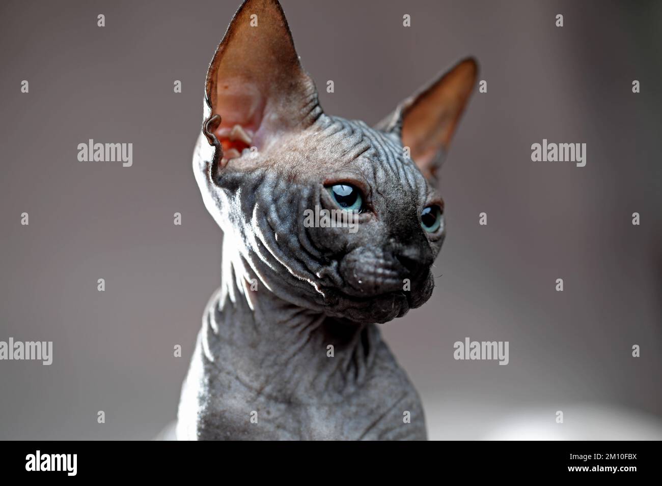 Egyptian sphynx cat hi-res stock photography and images - Alamy