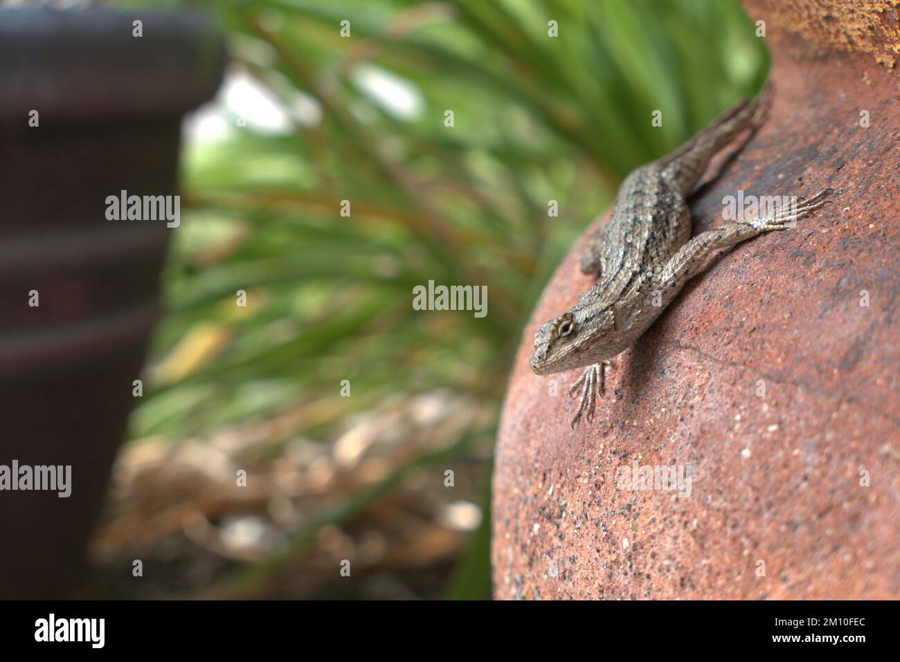 A closeup shot of the lizard on the stone Stock Photo - Alamy