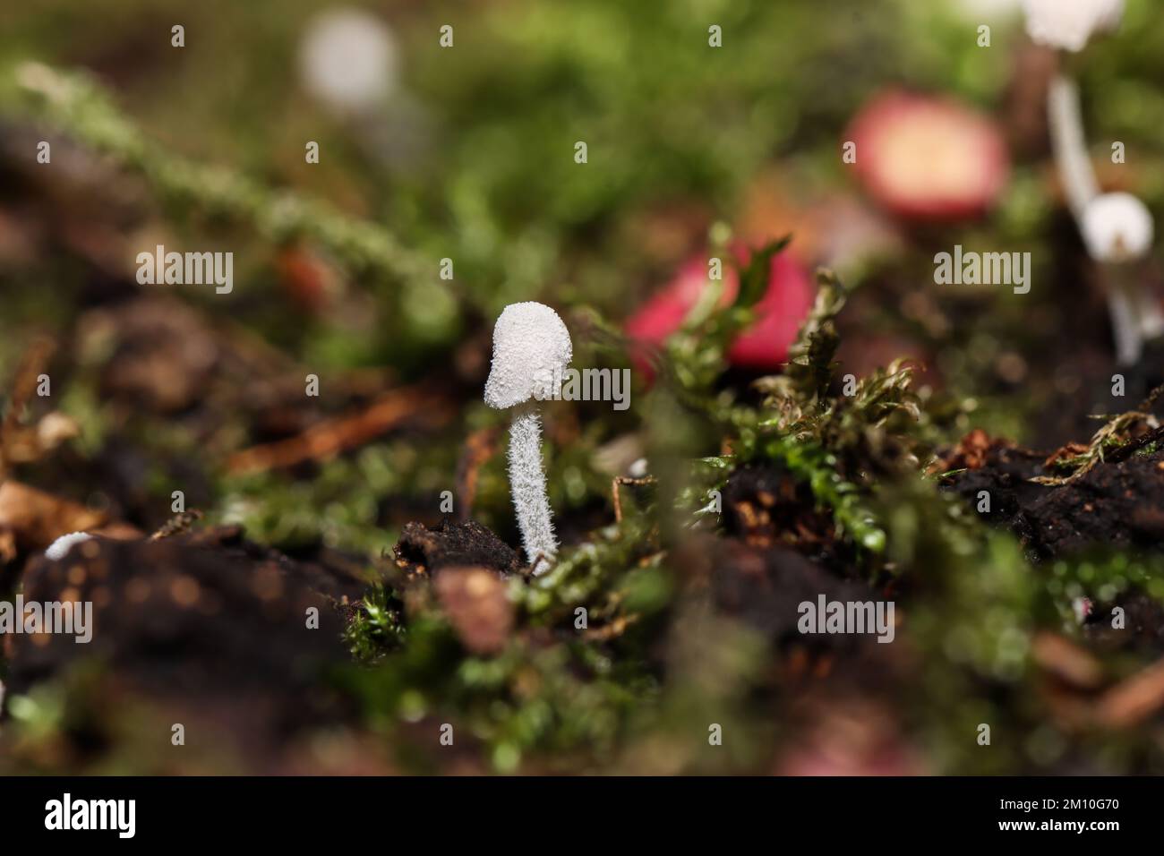 Pilze wurzel hi-res stock photography and images - Alamy