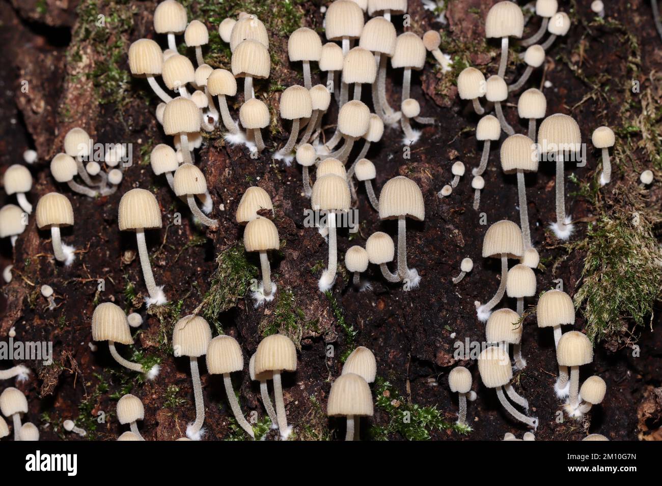 Pilze wurzel hi-res stock photography and images - Alamy