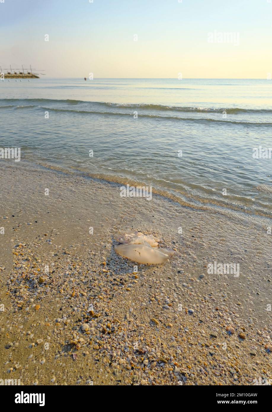 A jellyfish closeup on the beach in sunlight across the sea and sunrise ...