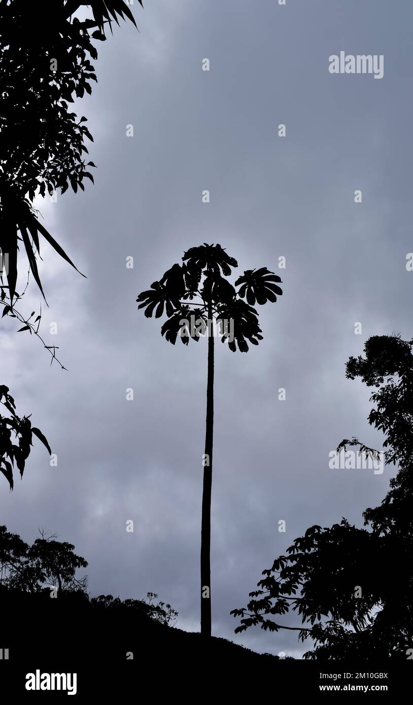 Silhouette of snakewood tree (Cecropia peltata) on tropical forest in ...