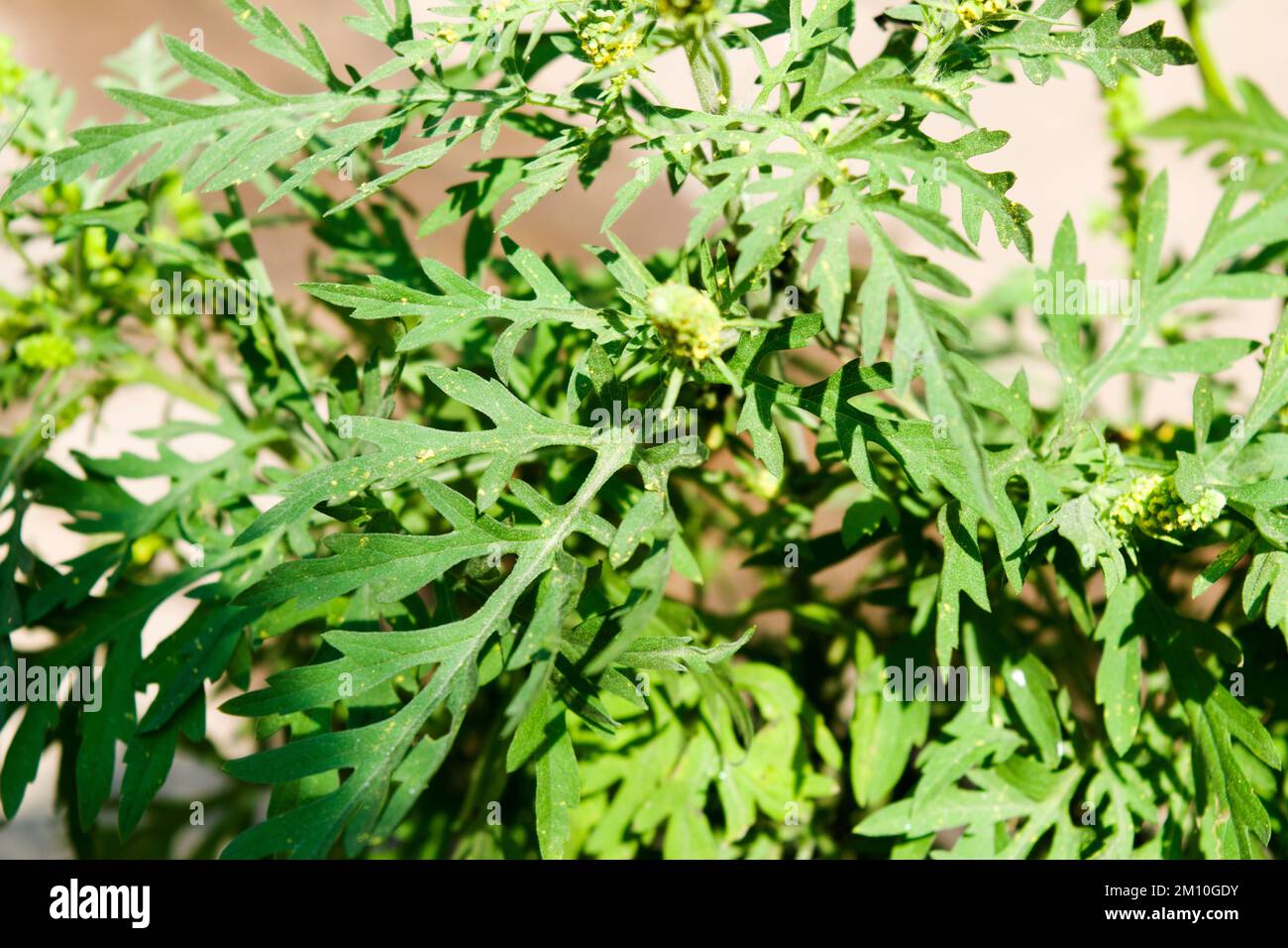 Close up photo of ragweed flowers. The ragweed pollen is notorious for ...
