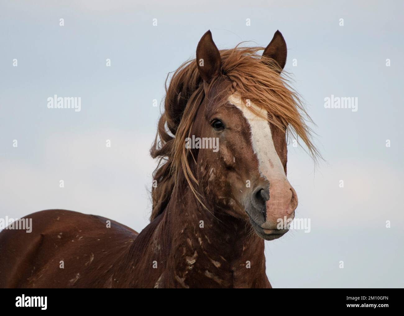 A brown Mustang horse looking at the camera in McCullough Peaks Area in ...