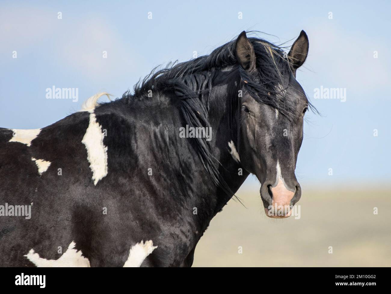 A black Mustang horse portrait and looking at the camera in McCullough ...