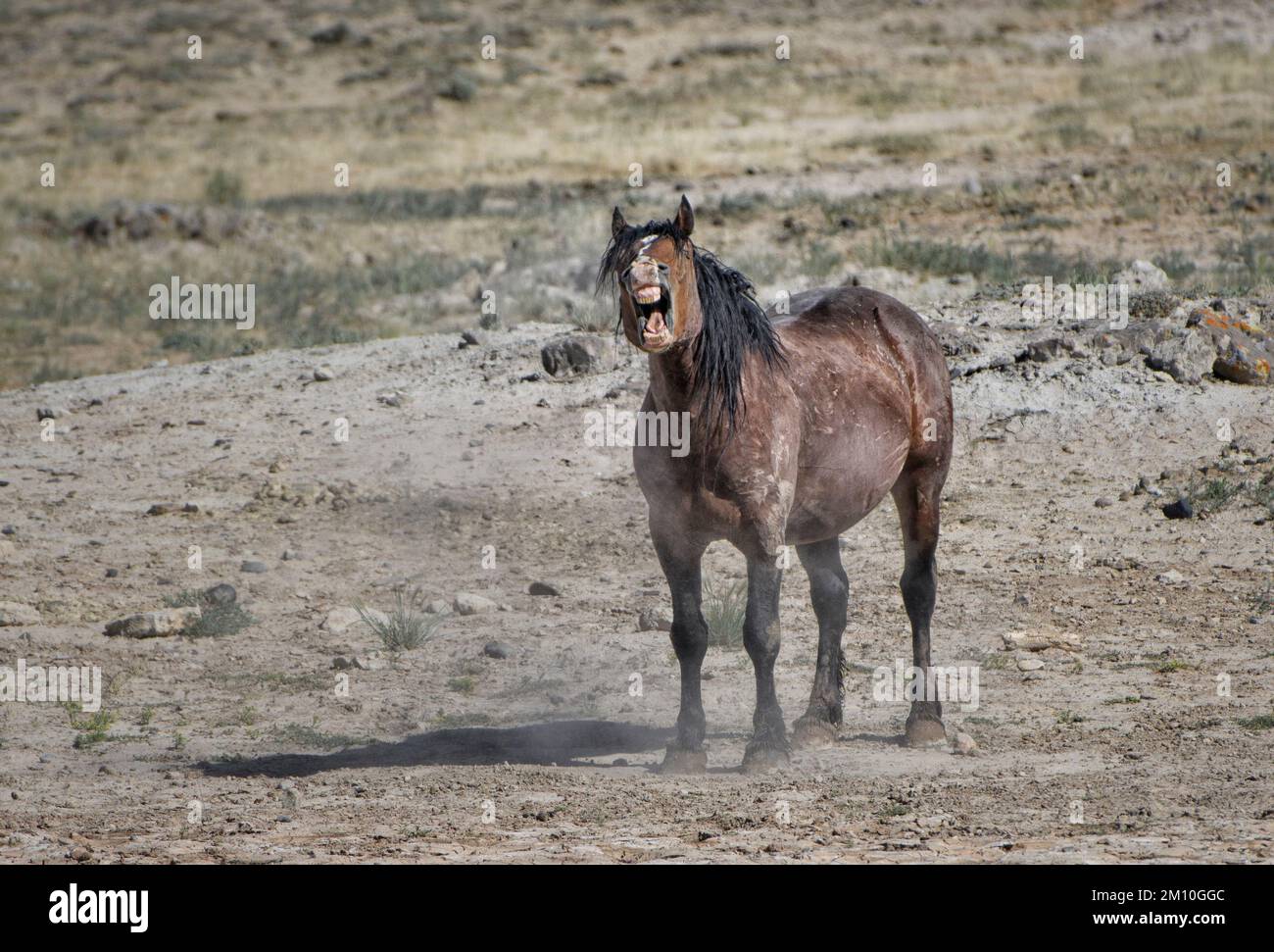 A brown Mustang horse screaming on grass farm in McCullough Peaks Area ...