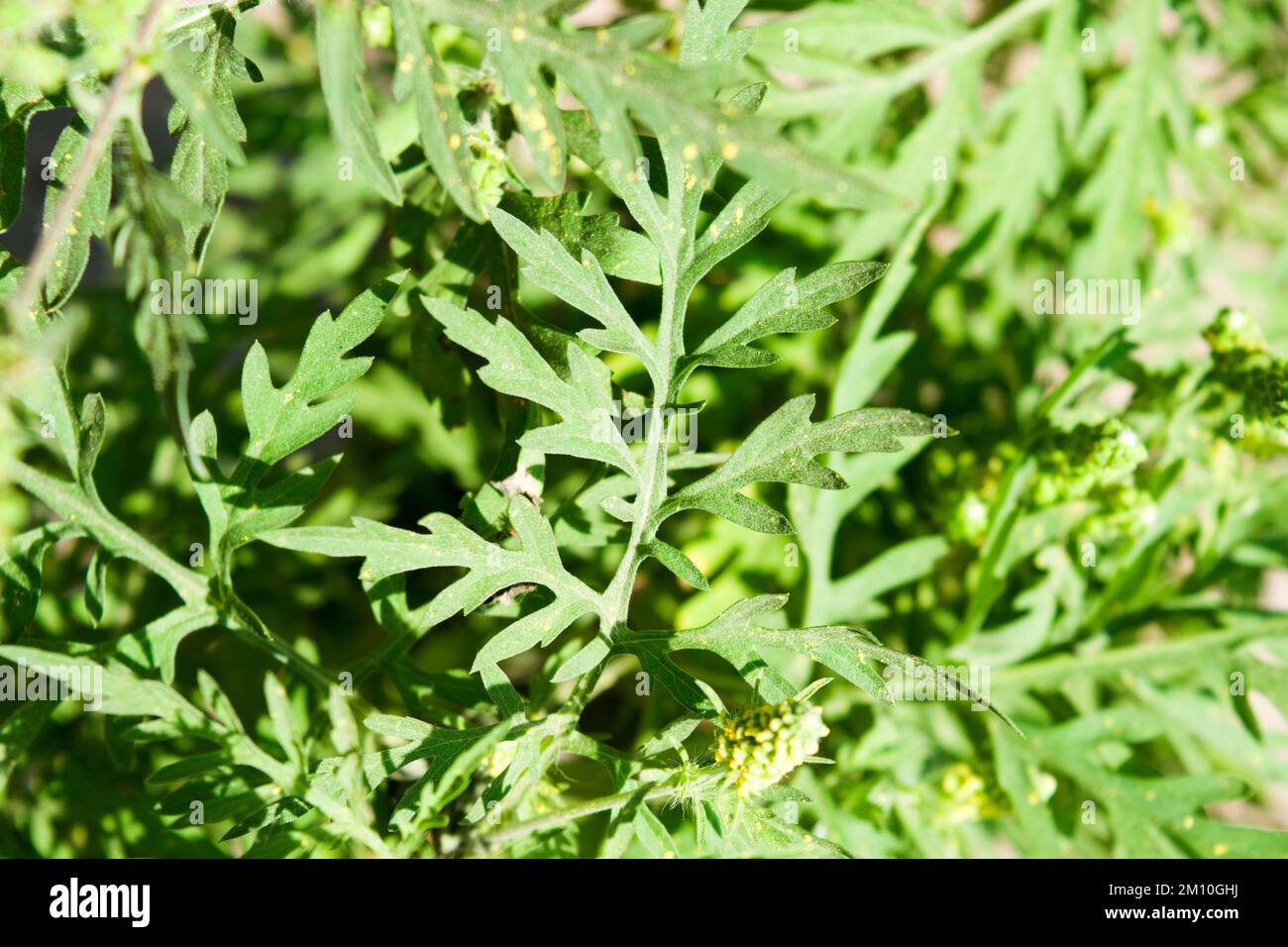 Close up photo of ragweed flowers. The ragweed pollen is notorious for ...