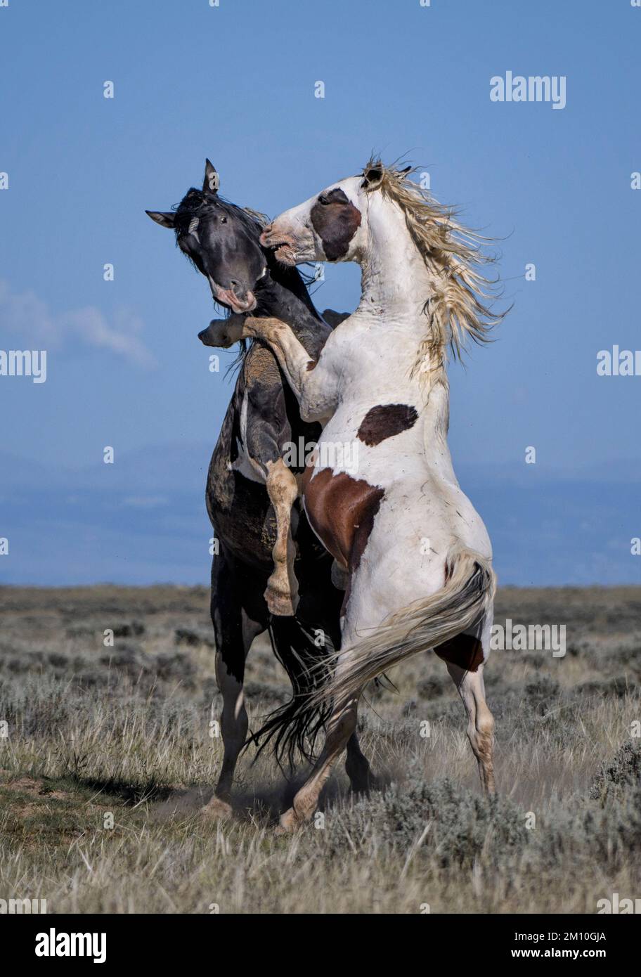 Two Wild horses standing and hugging in McCullough Peaks Area in cody ...