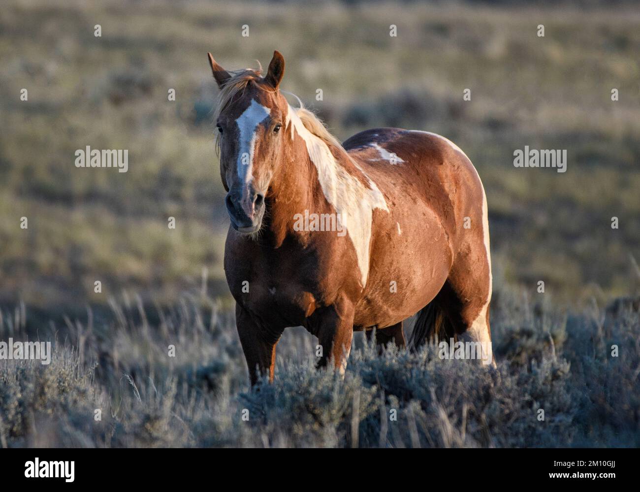 A Mustang horse standing on grass farm in McCullough Peaks Area in Cody ...
