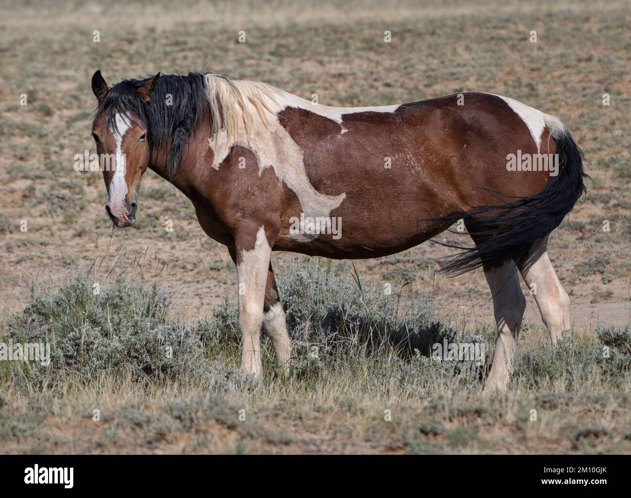 A fluffy brown Mustang horse standing on grass farm in McCullough Peaks ...