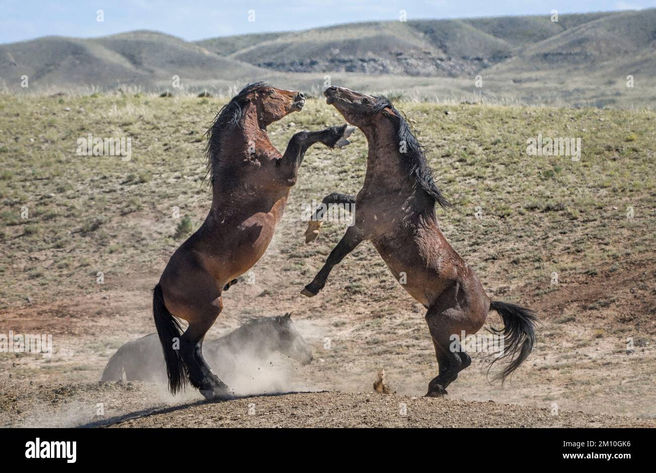 Two Wild horses standing and hugging in McCullough Peaks Area in cody ...