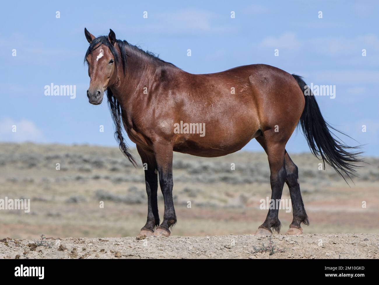 A Mustang horse standing on grass farm under blue sky in McCullough ...