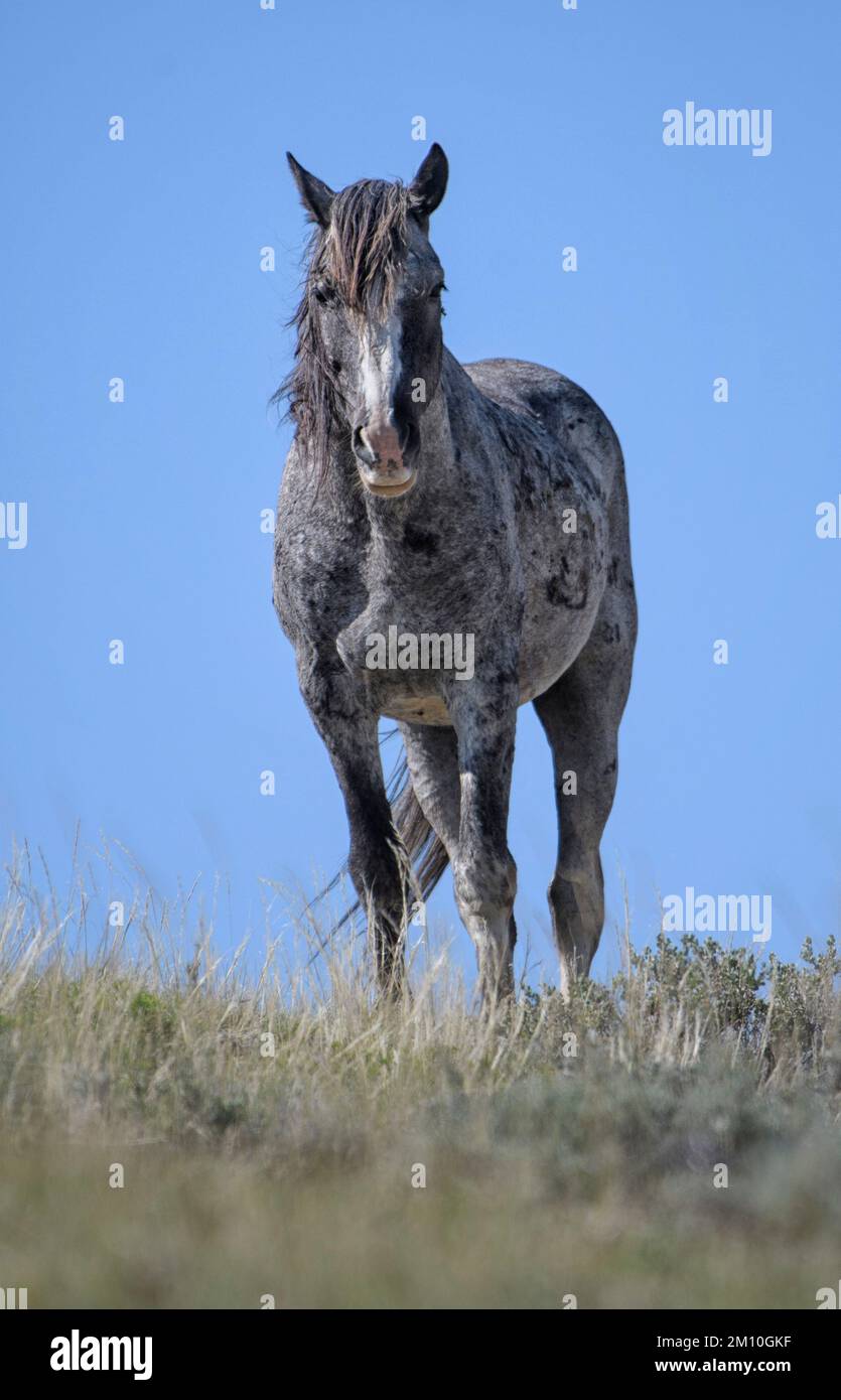 A Nokota horse standing on grass farm under blue sky in McCullough ...
