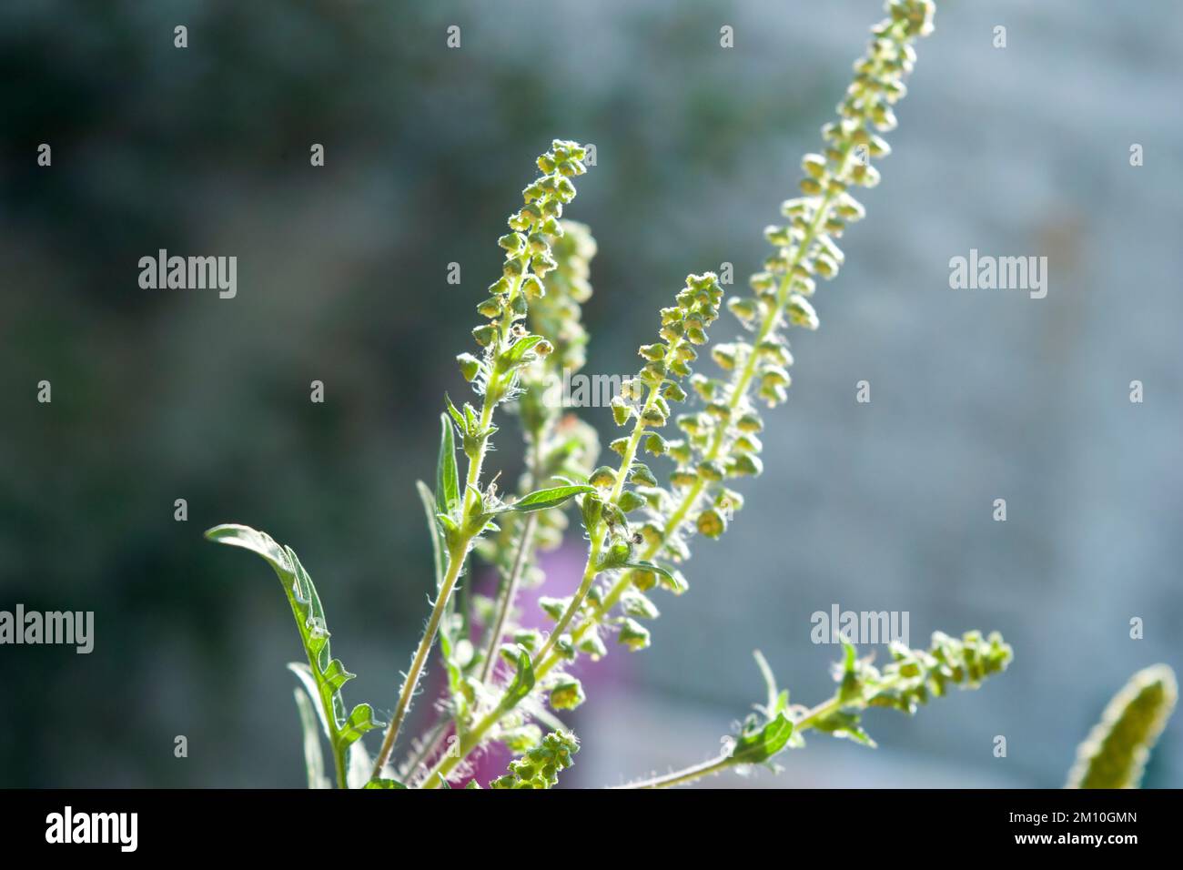Close up photo of ragweed flowers. The ragweed pollen is notorious for ...