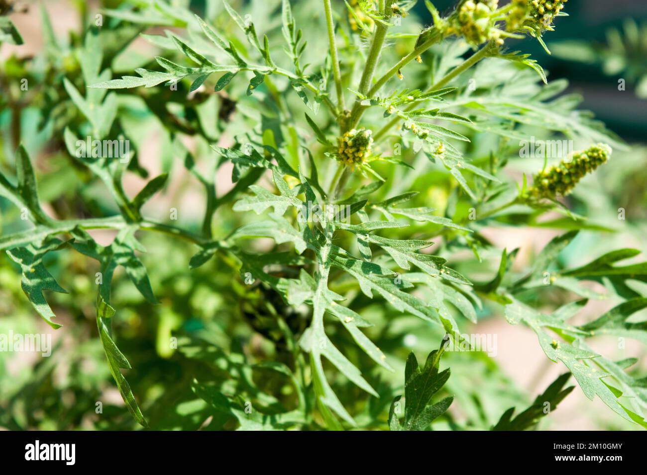 Close up photo of ragweed flowers. The ragweed pollen is notorious for causing allergic ...