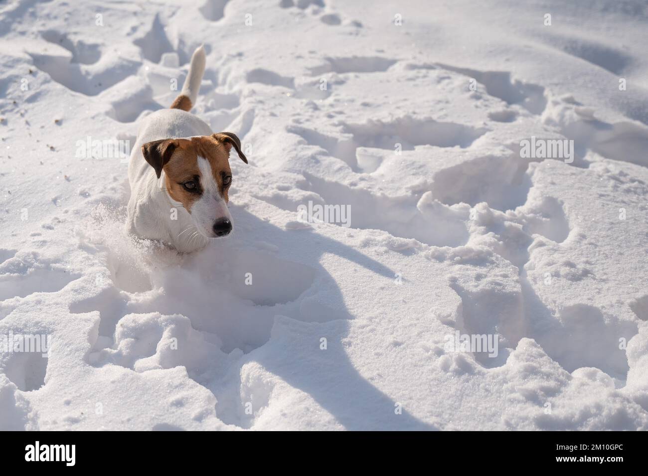 Jack Russell Terrier dog in the snow in winter Stock Photo - Alamy