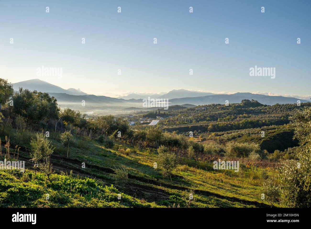 Countryside panoramic view, olive trees, rolling hills and green fields ...