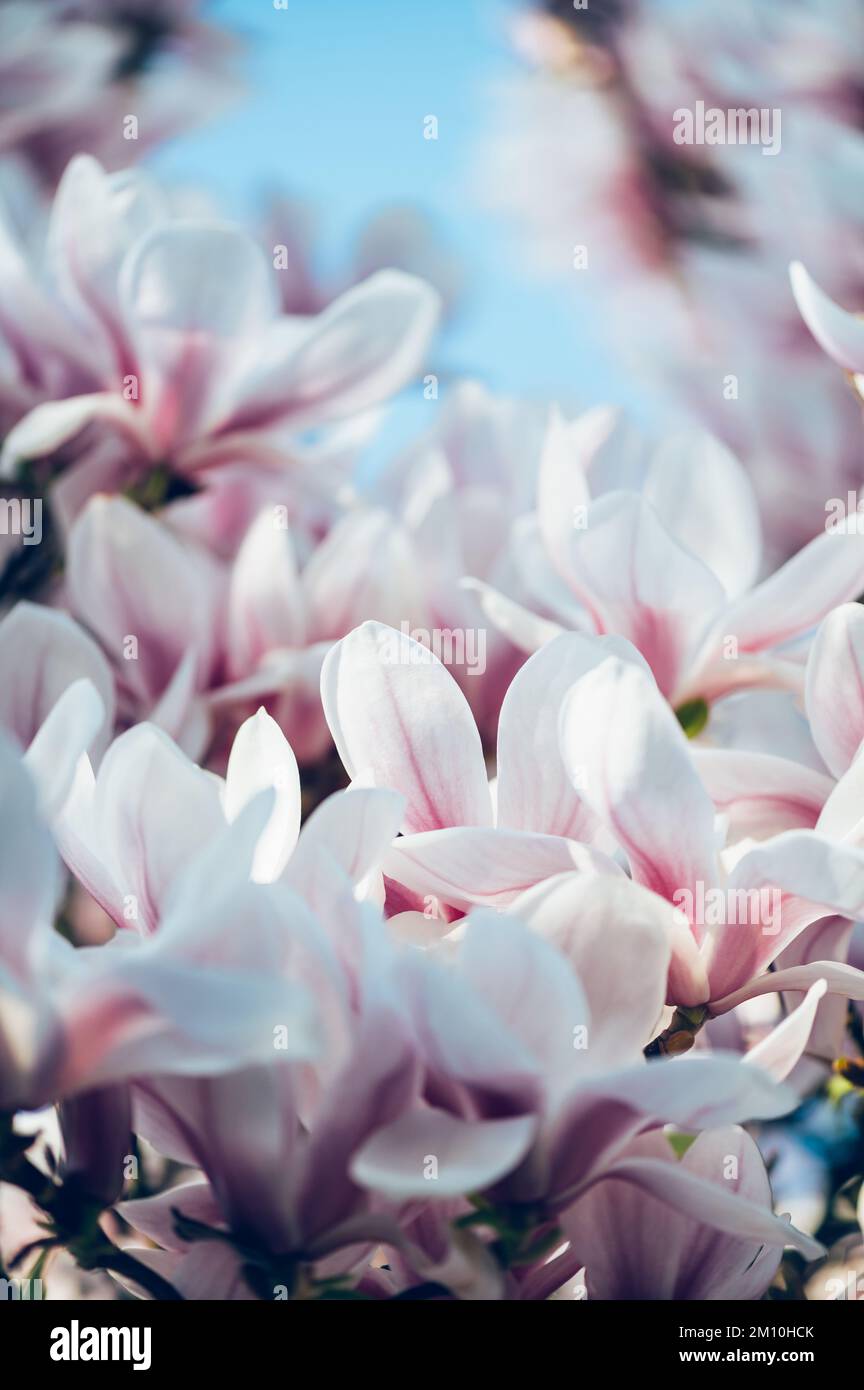 Pink Magnolia Tree with Blooming Flowers during Springtime Stock Photo ...