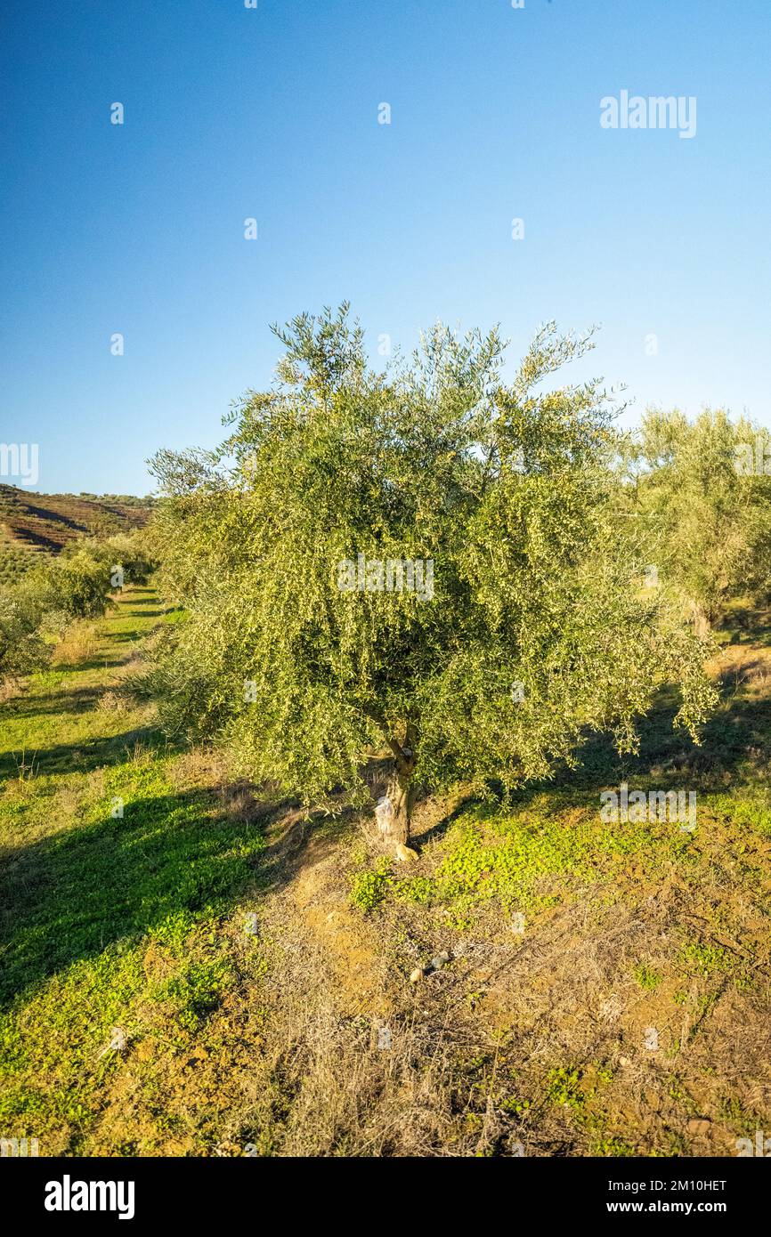 Olives on olive tree branch. Detail closeup of Green olives fruits with ...
