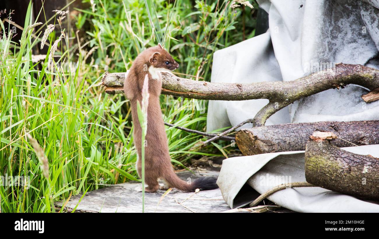 A view of the stoat among the tree branches Stock Photo - Alamy