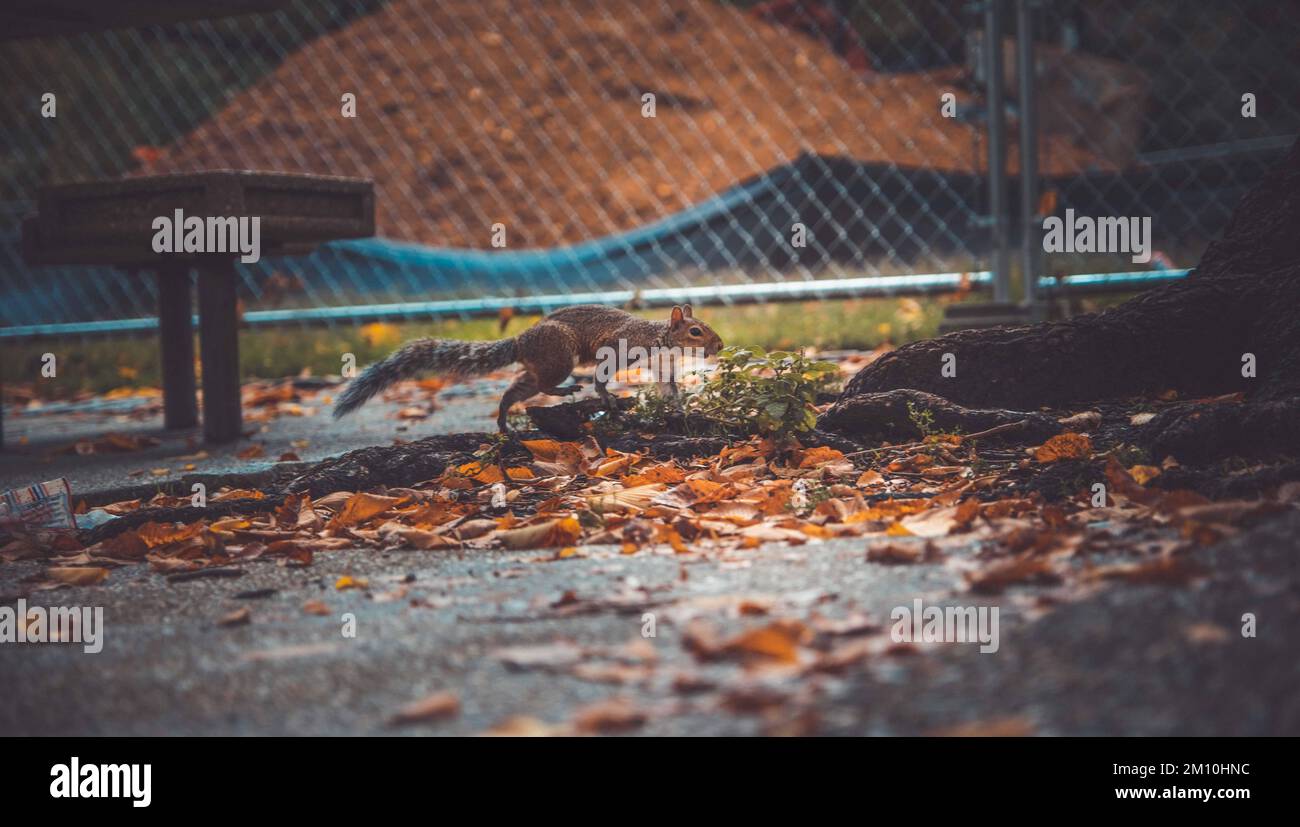 Man feeding a squirrel hi-res stock photography and images - Alamy