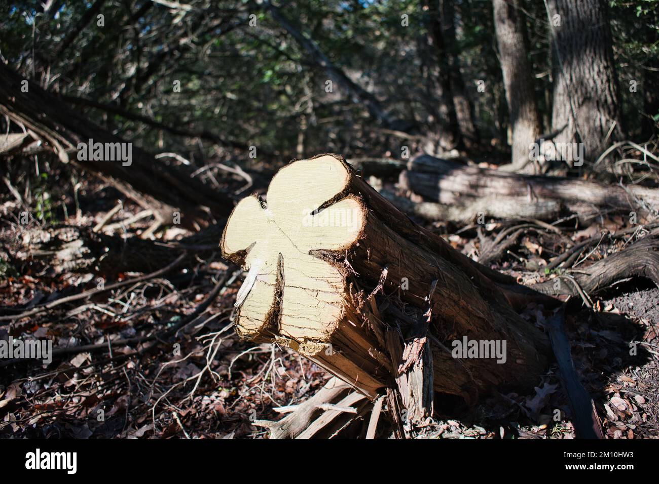 Stump shape hi-res stock photography and images - Alamy