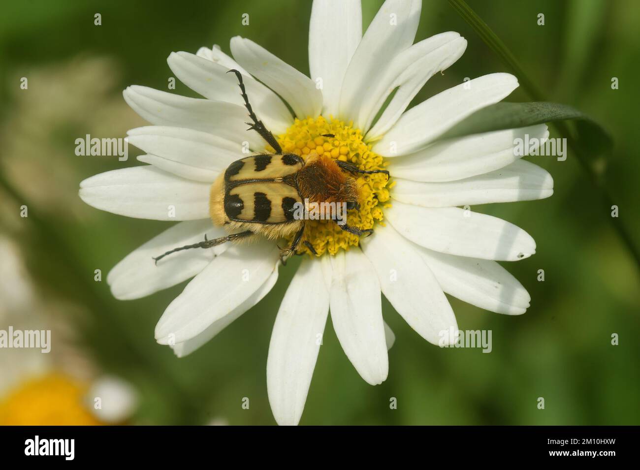 A closeup of Trichius gallicus, a yellow beetle with black stripes ...