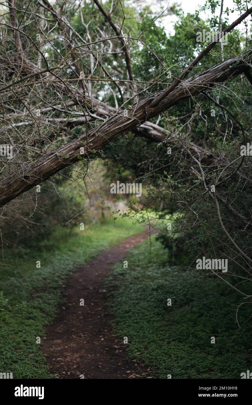 Bending tree trunks hi-res stock photography and images - Alamy